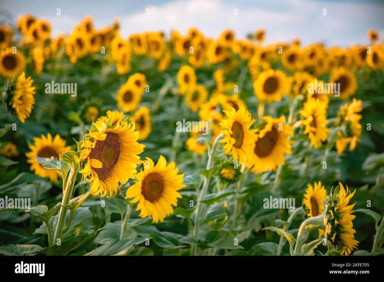 Big bright yellow sunflowers hi-res stock photography and images - Alamy