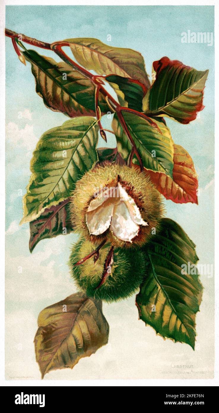 Chestnut Castanea vulgaris var Americana - a branch of a chestnut tree ...