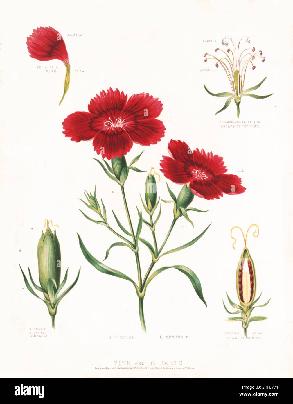 Pink and its parts - A flower stem with two red blossoms and parts ...