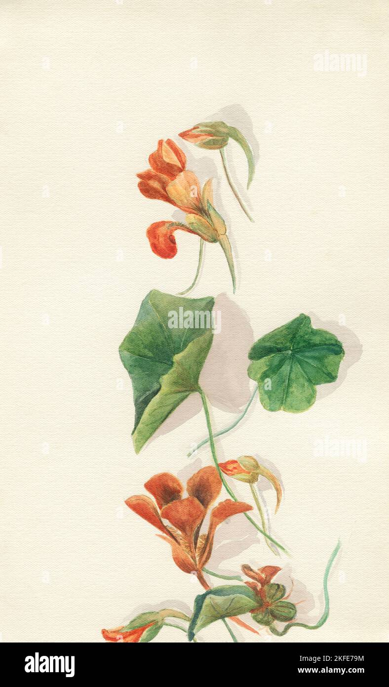 Watercolor drawing of nasturtium flowers and leaves from the Holy Land ...