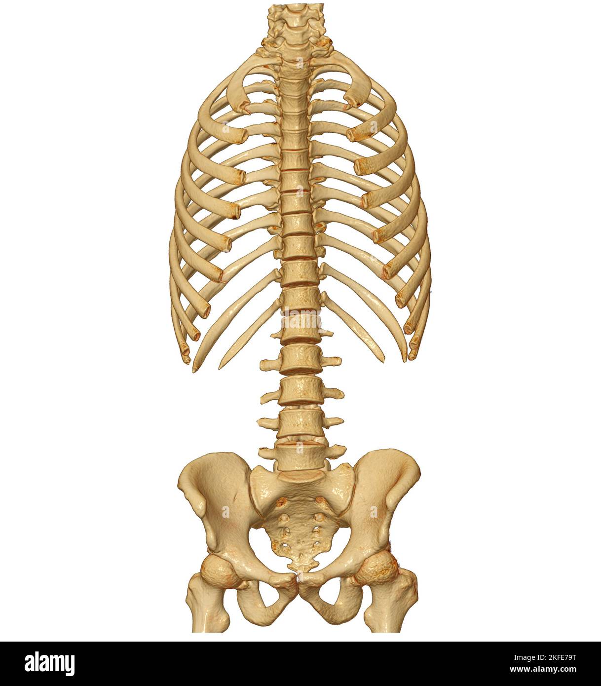Full Human Spine