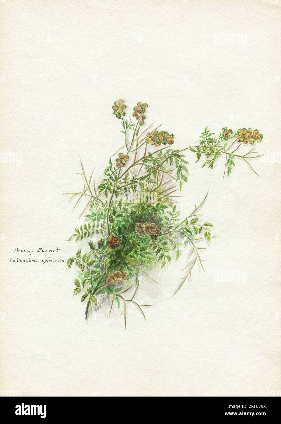 Watercolor drawing showing a thorn plant from the Holy Land area ...