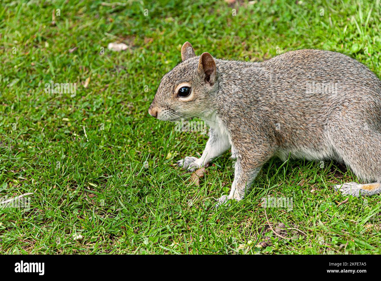 A gray squirrel in an English park in Wolverhampton Stock Photo - Alamy