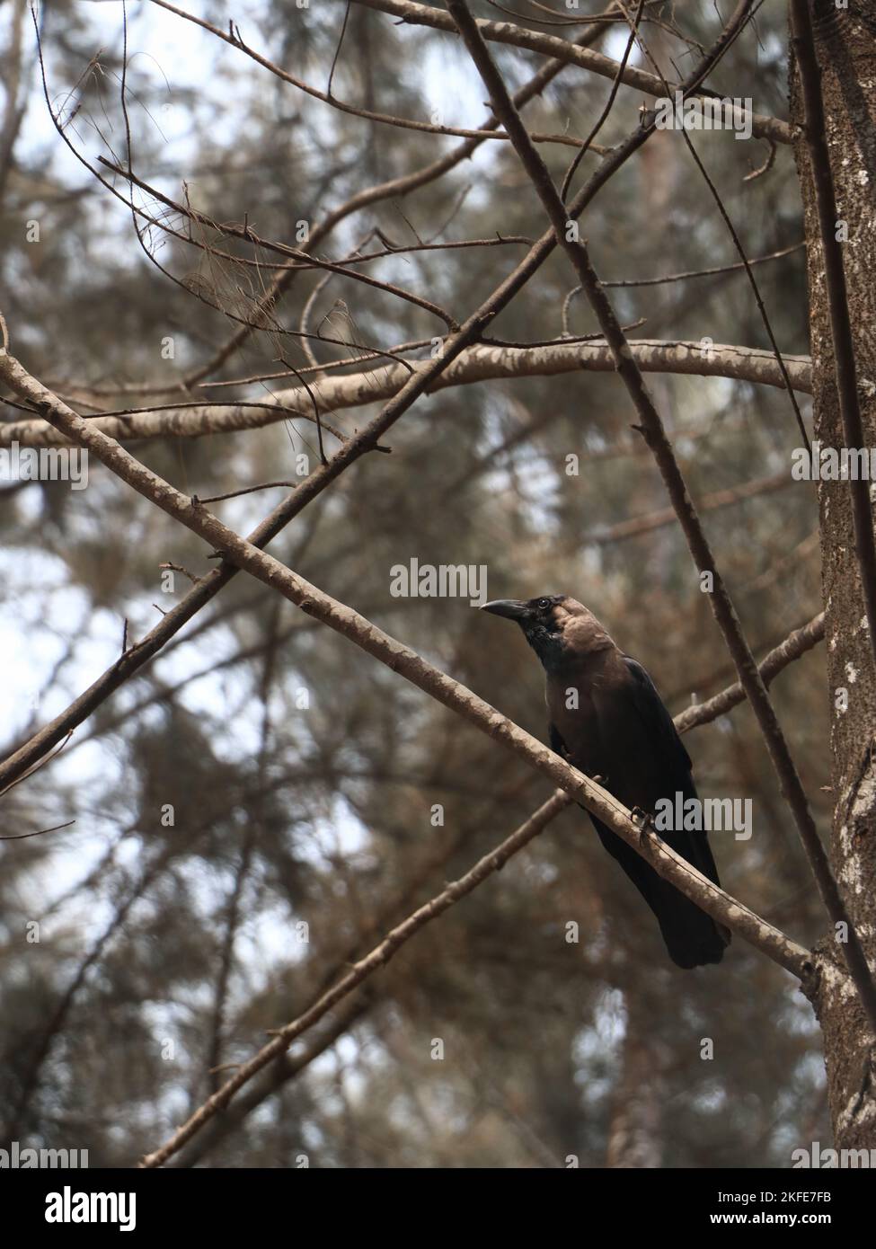 a black crow perching on the branch of a tree in a deciduous forest in ...