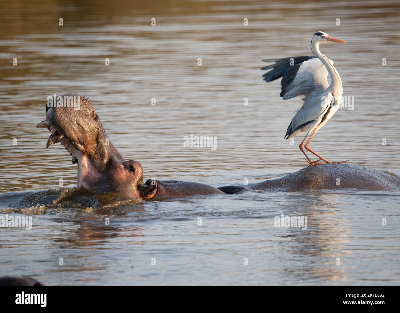 THESE stunning images show a heron comfortably hitching a ride on the ...