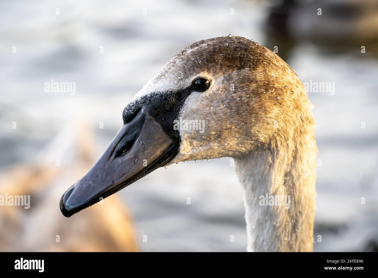 Brown swan bird hi-res stock photography and images - Alamy