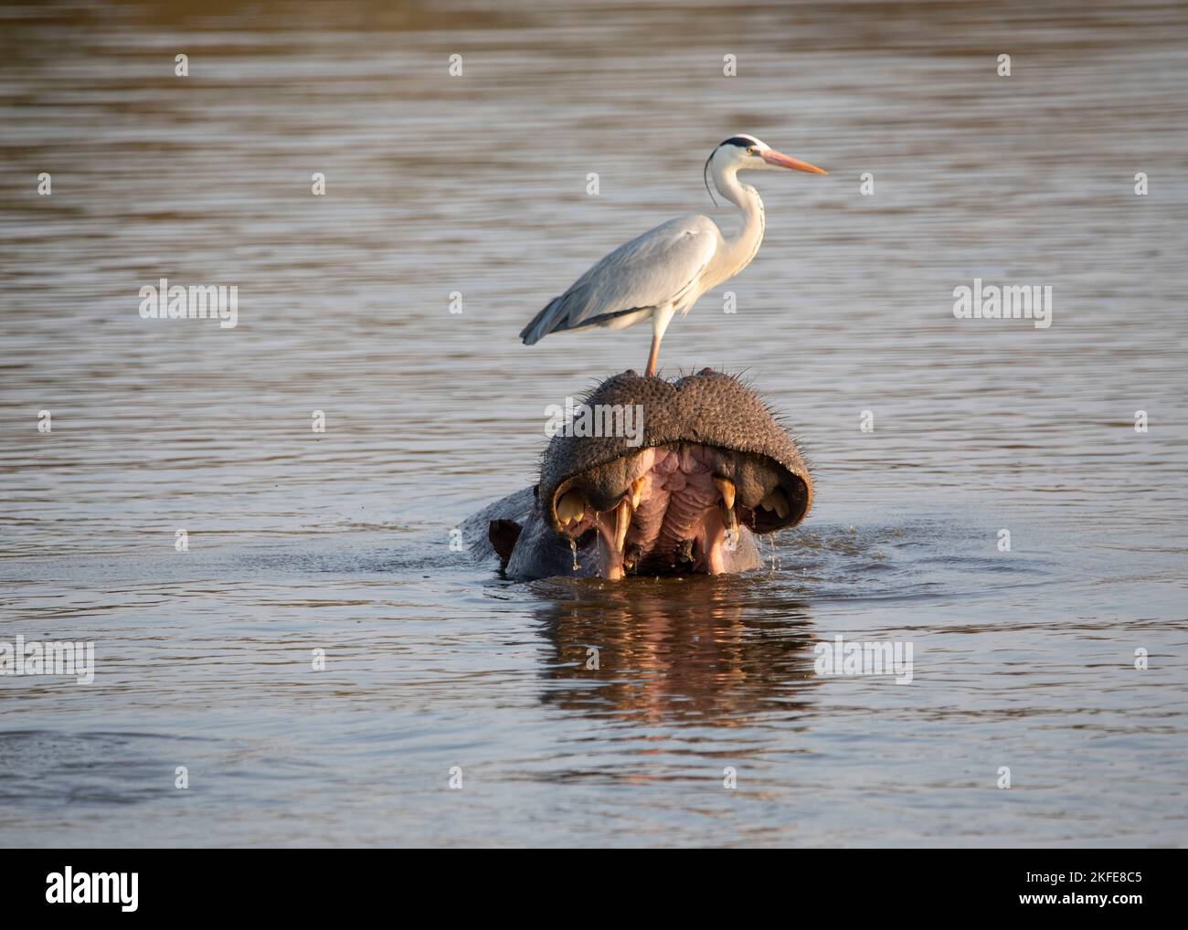 THESE stunning images show a heron comfortably hitching a ride on the ...