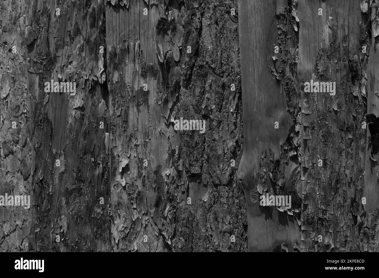 black and white photo of wall made of rough pine tree planks Stock ...