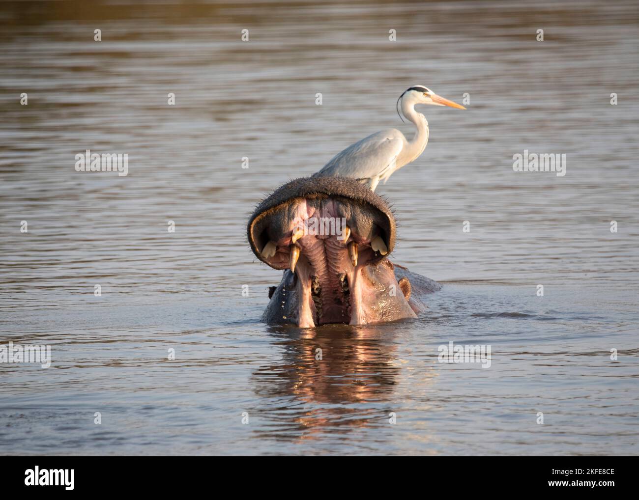 THESE stunning images show a heron comfortably hitching a ride on the ...
