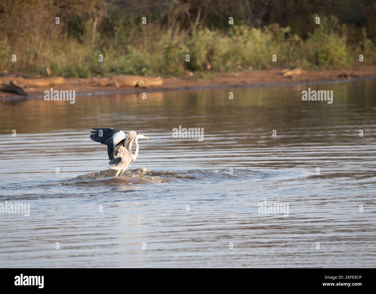 THESE stunning images show a heron comfortably hitching a ride on the ...