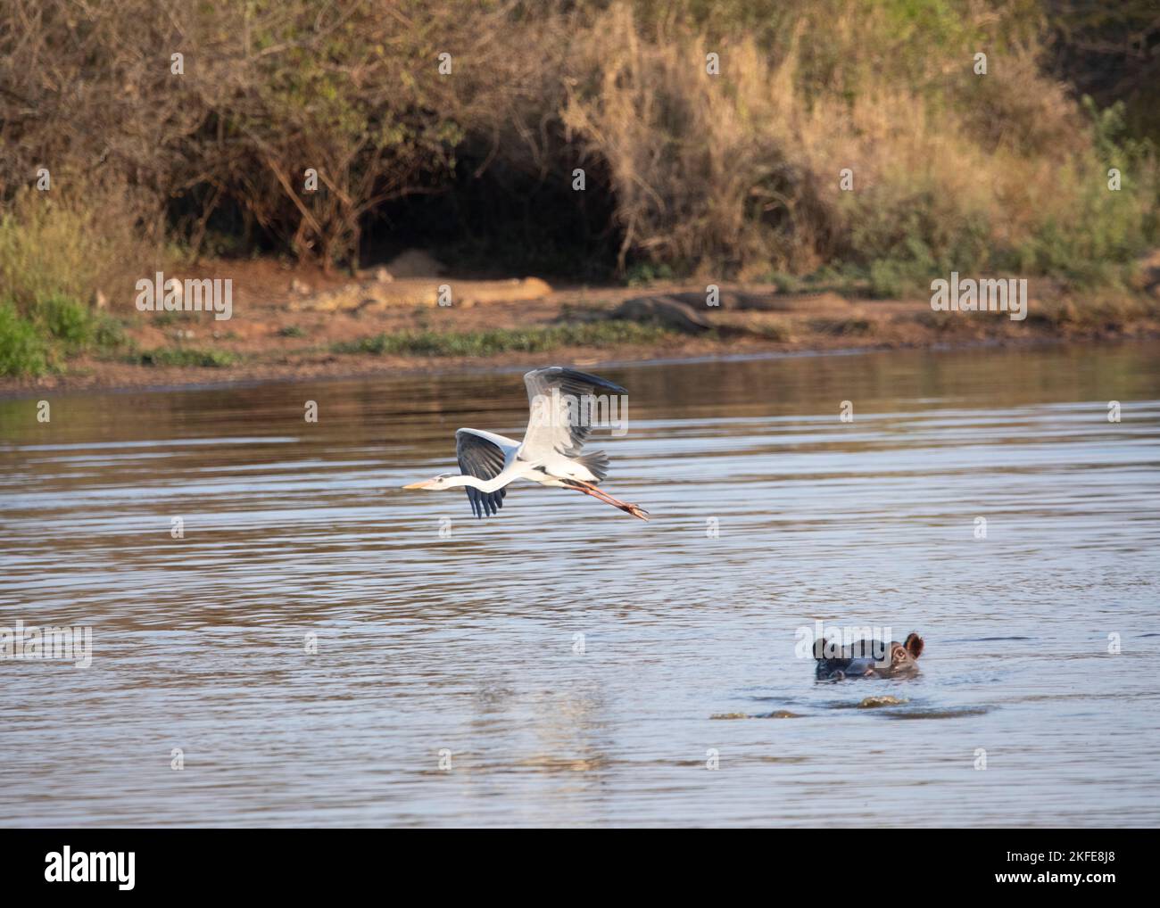 THESE stunning images show a heron comfortably hitching a ride on the ...