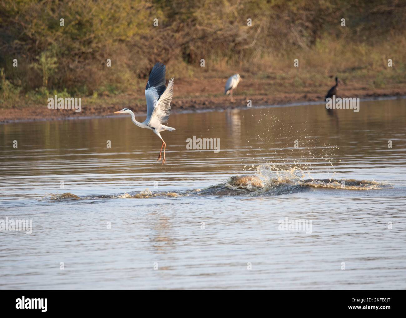 THESE stunning images show a heron comfortably hitching a ride on the ...
