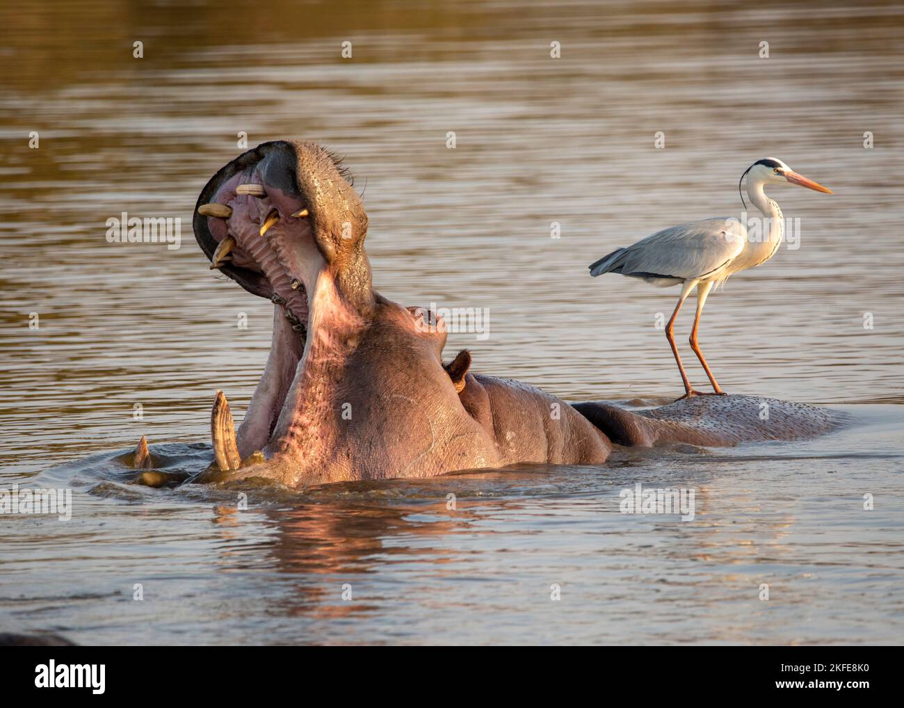 THESE stunning images show a heron comfortably hitching a ride on the ...