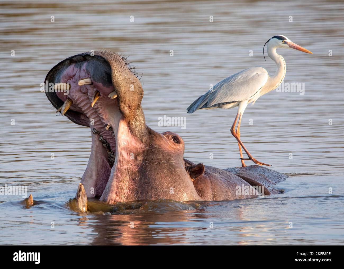 THESE stunning images show a heron comfortably hitching a ride on the ...