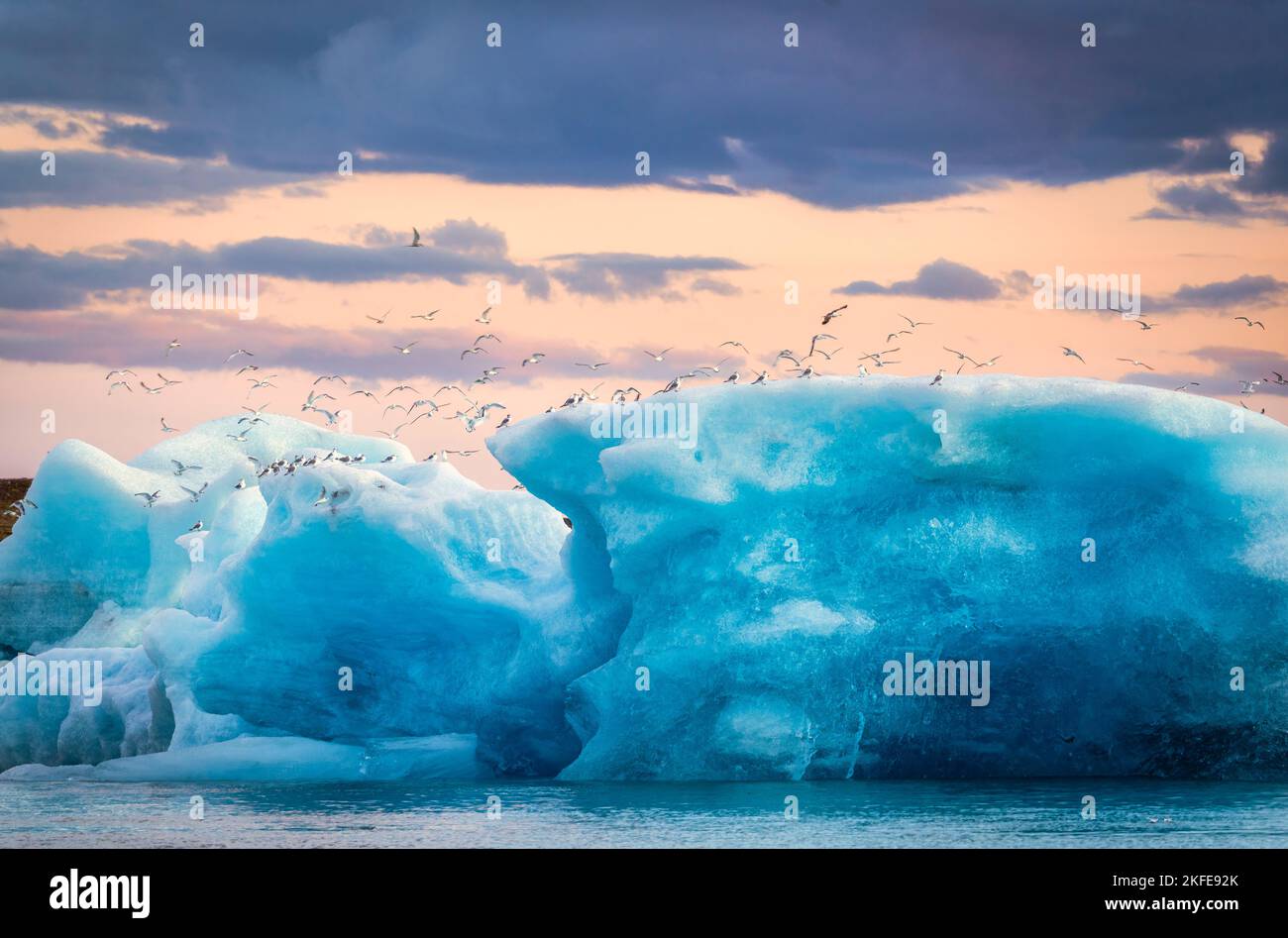 Flock of bird flying over blue iceberg floating on glacial lagoon in ...