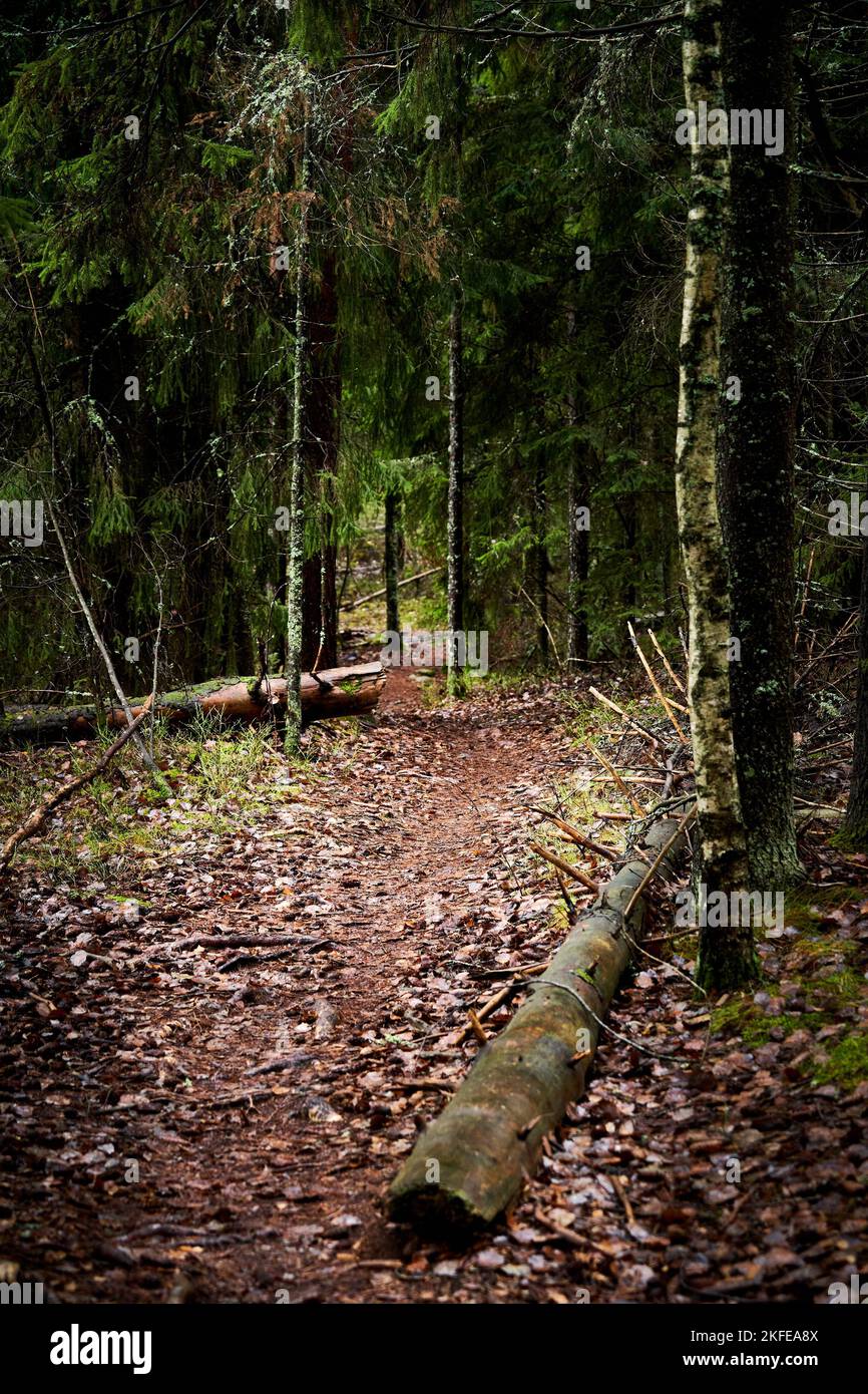 Trail leading through forest. Fallen tree beside trail Stock Photo - Alamy
