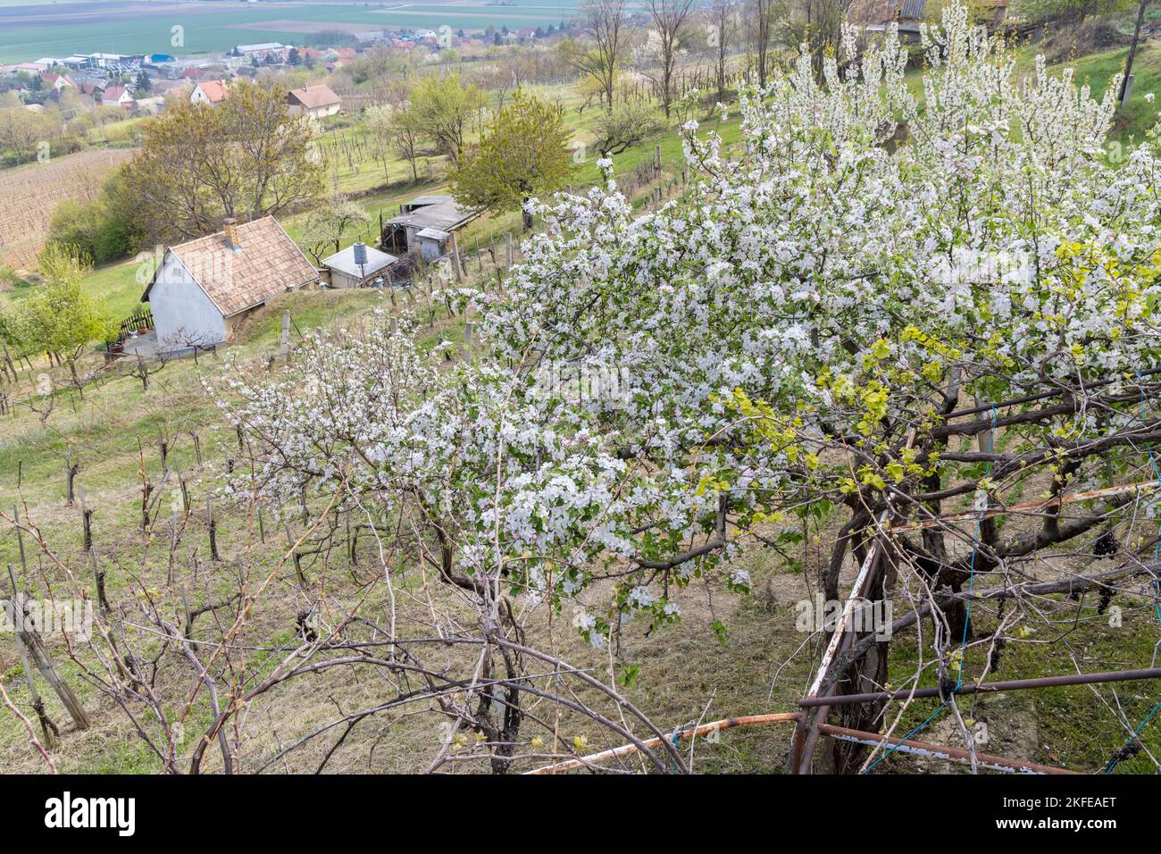 Hungarian land house hi-res stock photography and images - Alamy