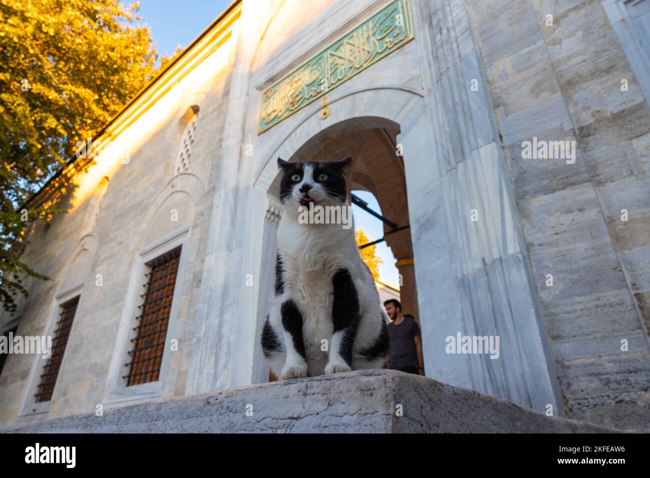 Stray cats of Istanbul. Stray cat sitting on the stairs of a mosque ...