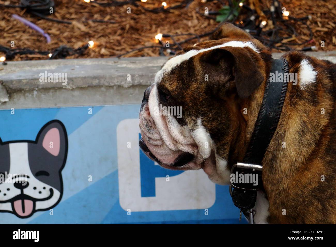 Grumpy french bulldog at a dog park Stock Photo - Alamy
