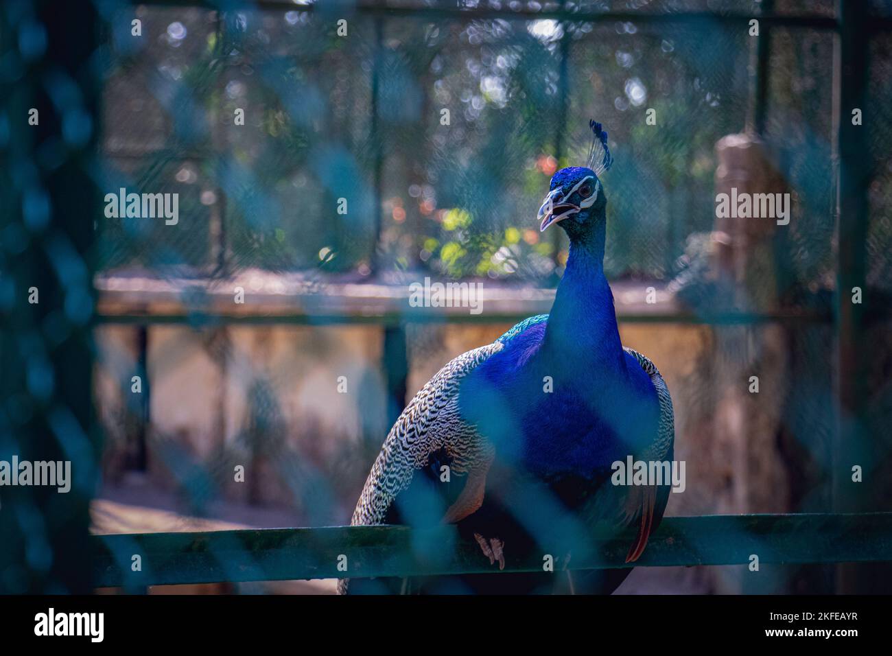 Beautiful portrait of a Peacock in a safari park of Bangladesh Stock ...