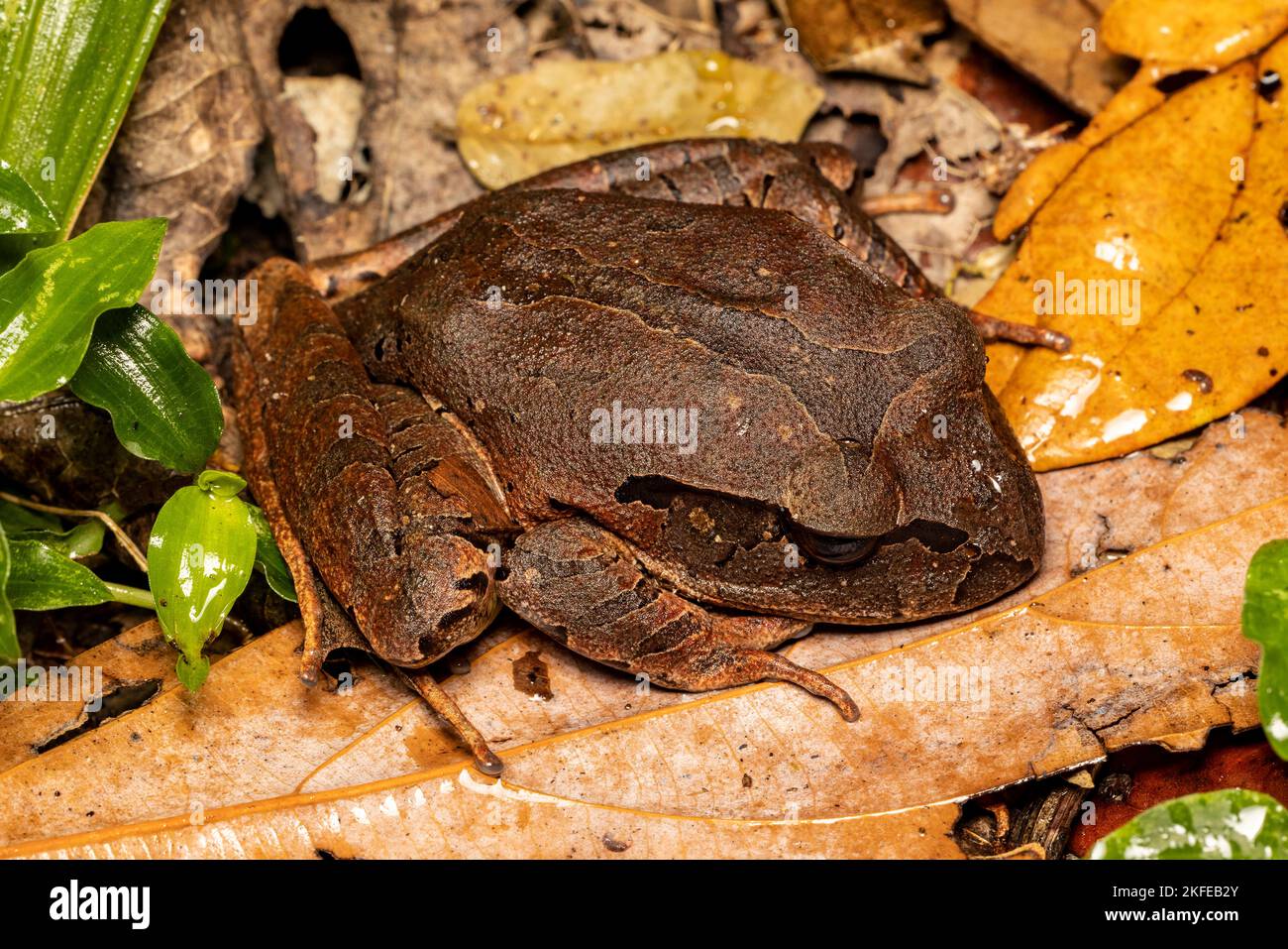 Northern barred frog hi-res stock photography and images - Alamy