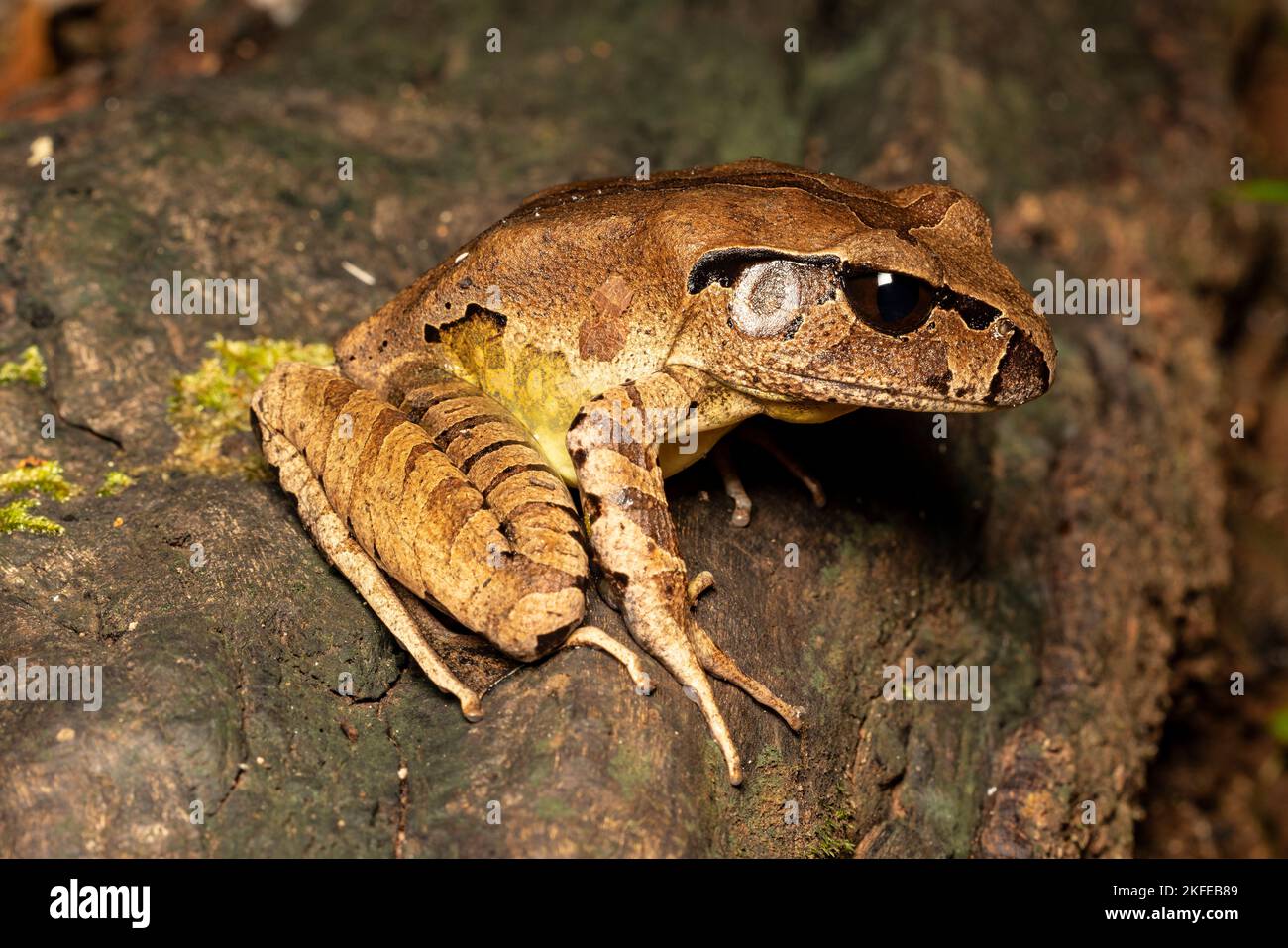 Shevilli hi-res stock photography and images - Alamy