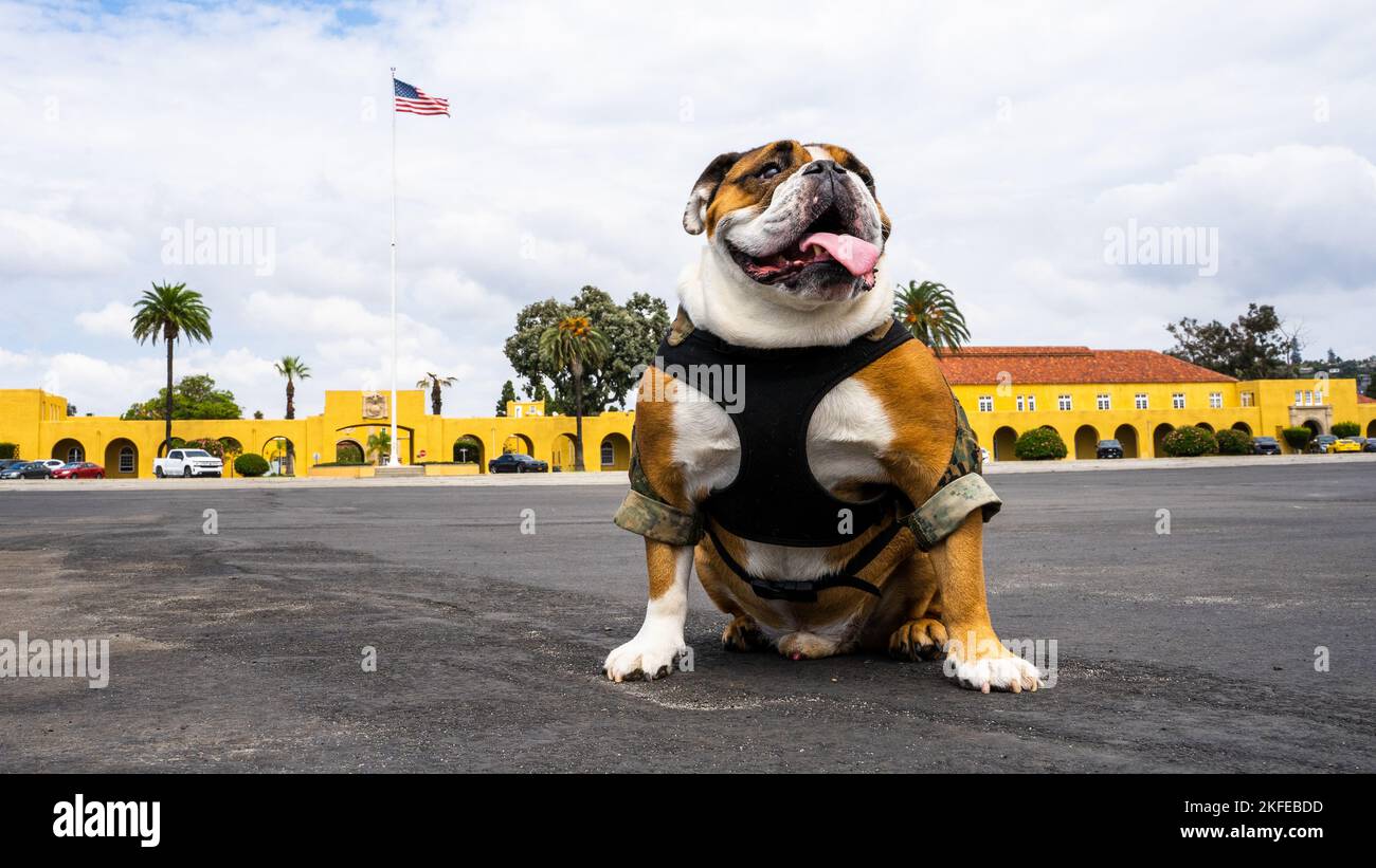 U.S Marine Corps Cpl. Manny, the mascot of Marine Corps Recruit Depot ...