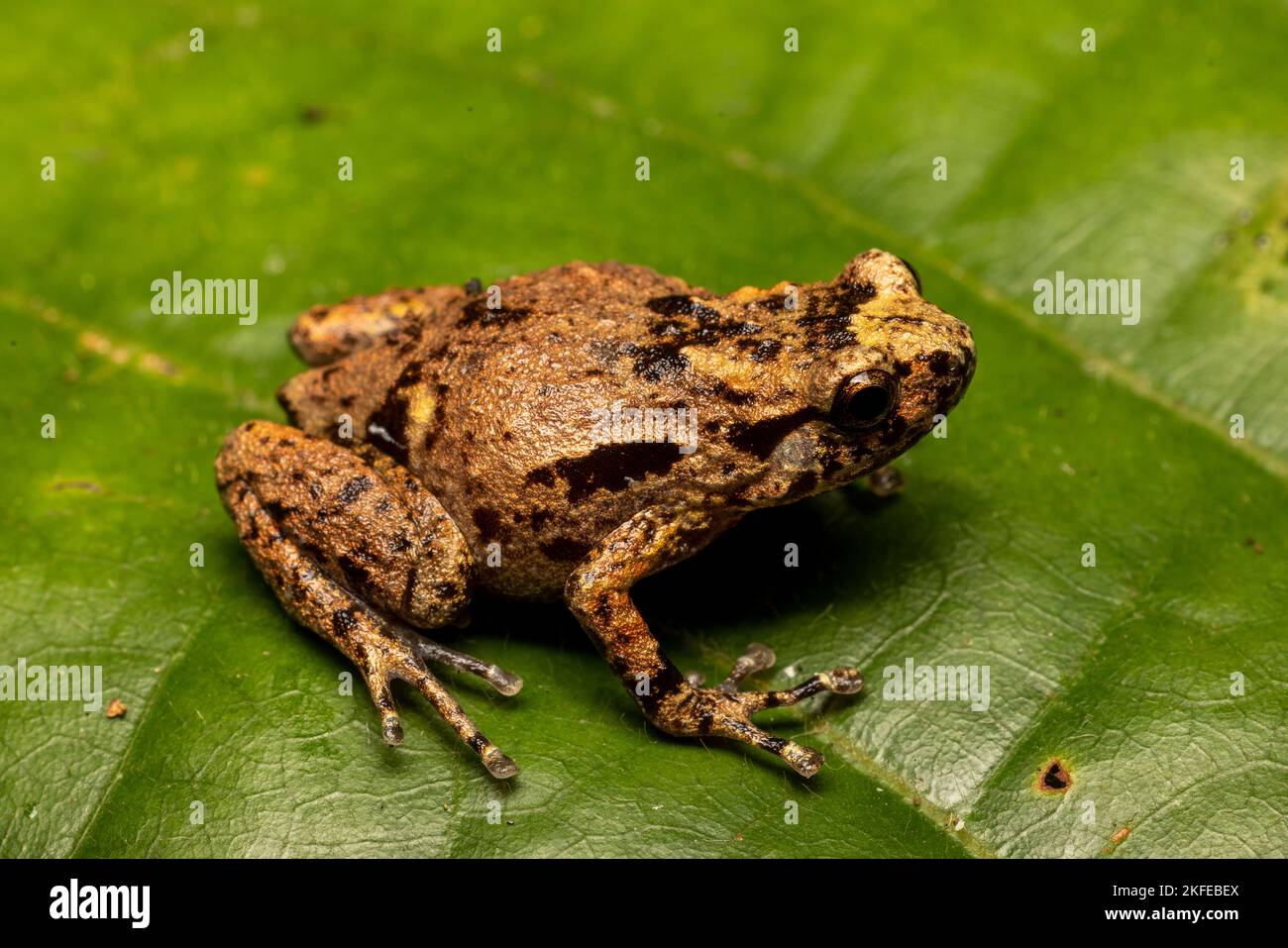 Nursery frog hi-res stock photography and images - Alamy