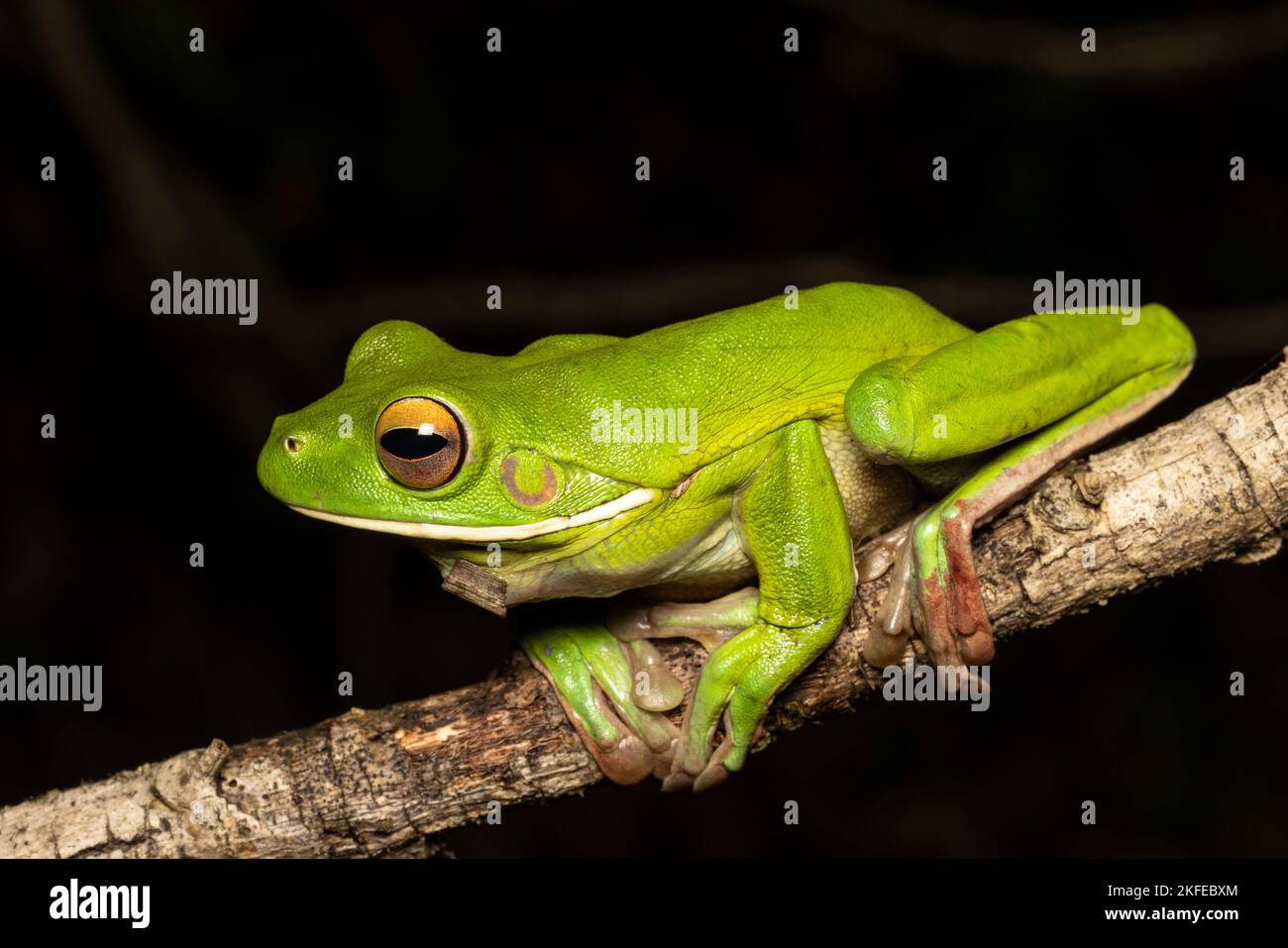 Frog resting on branch hi-res stock photography and images - Alamy