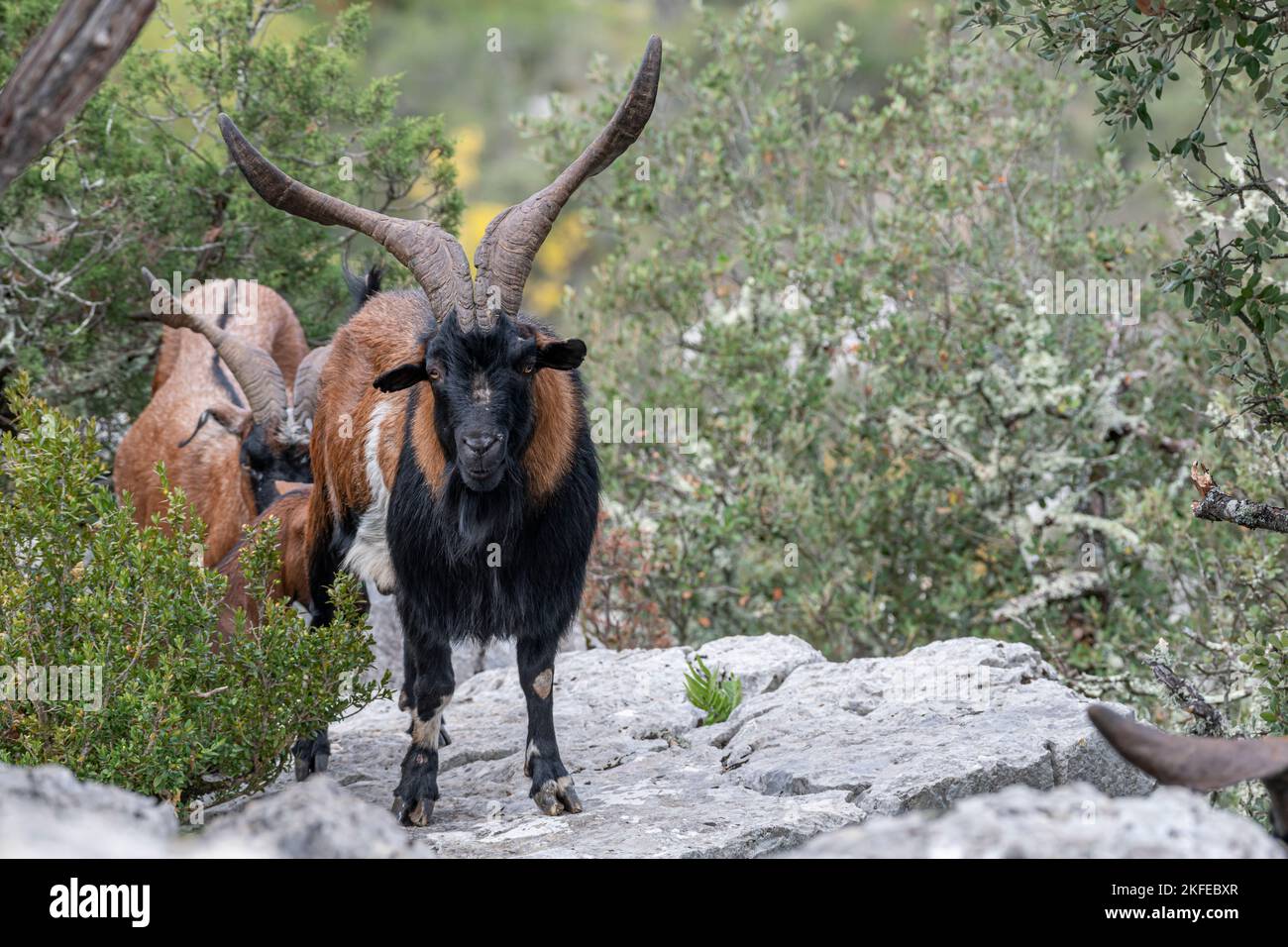 Goat with long horns looking at the camera, animal portrait Stock Photo ...