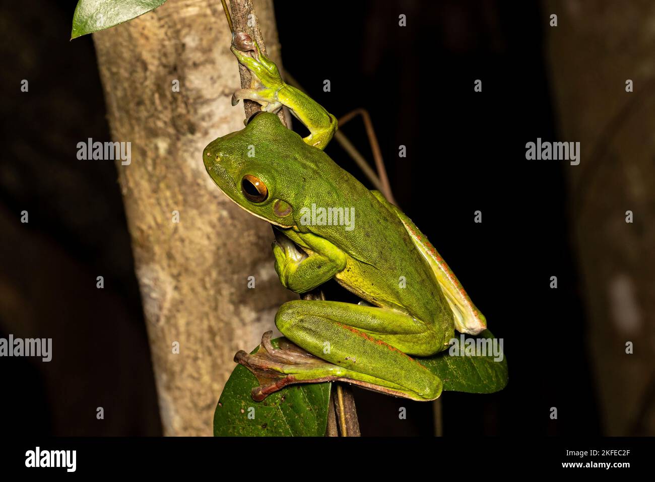 Australian White-lipped Tree Frog climbing in tree Stock Photo - Alamy