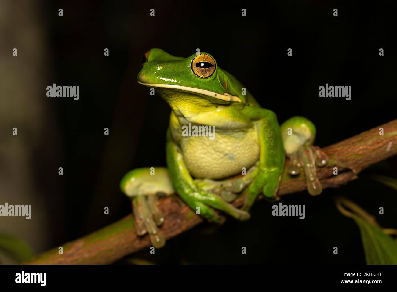 Australian White-lipped Tree Frog climbing in tree Stock Photo - Alamy