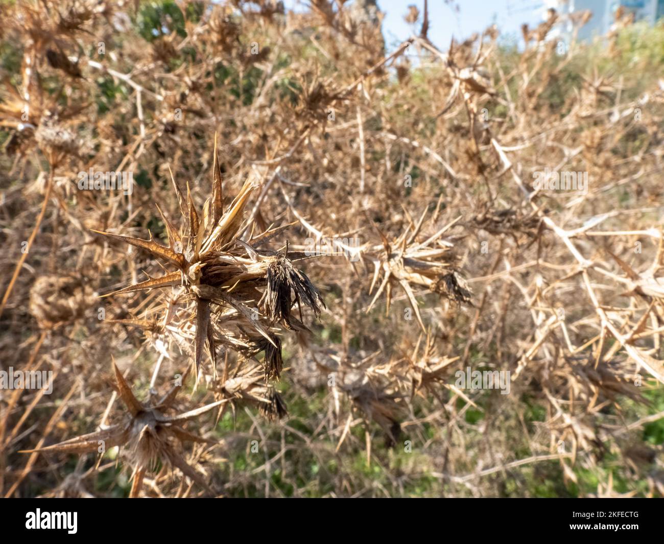 Thorny wild bushes dried in the sun, close-up Stock Photo - Alamy
