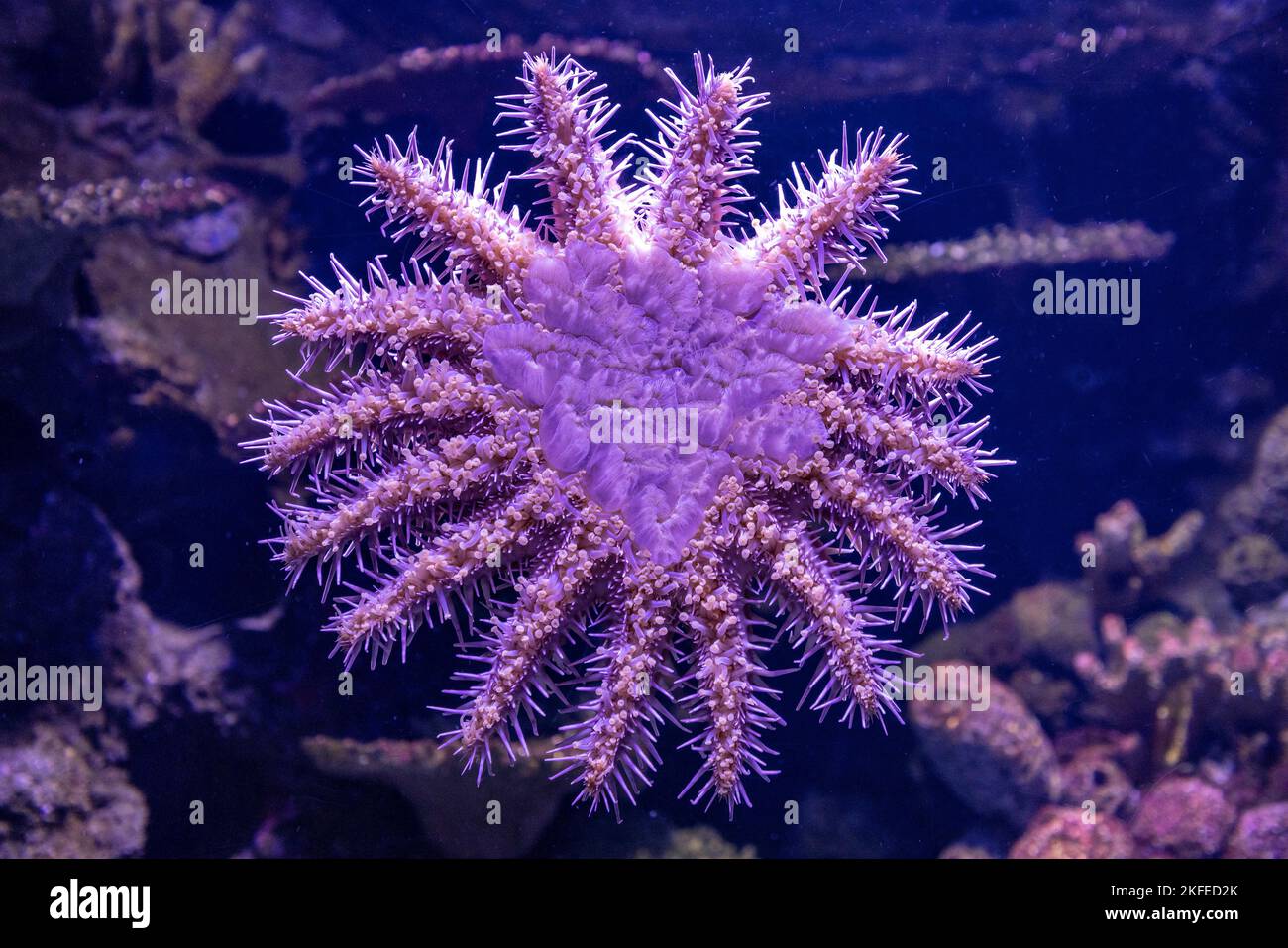Crown-of-Thorns Starfish in aquarium Stock Photo - Alamy
