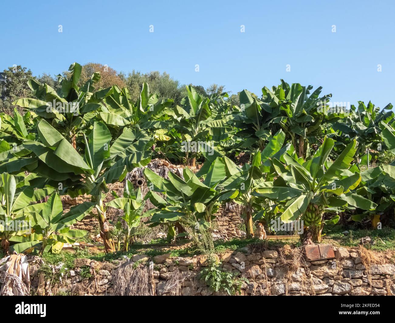 Bananas growing on trees hi-res stock photography and images - Alamy