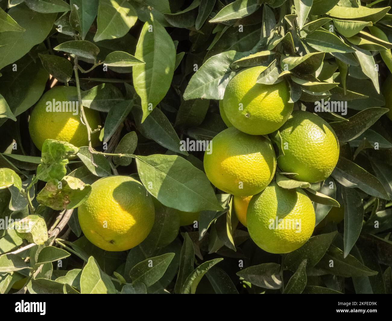 Orange tree with unripe fruits on a sunny day, close-up Stock Photo - Alamy