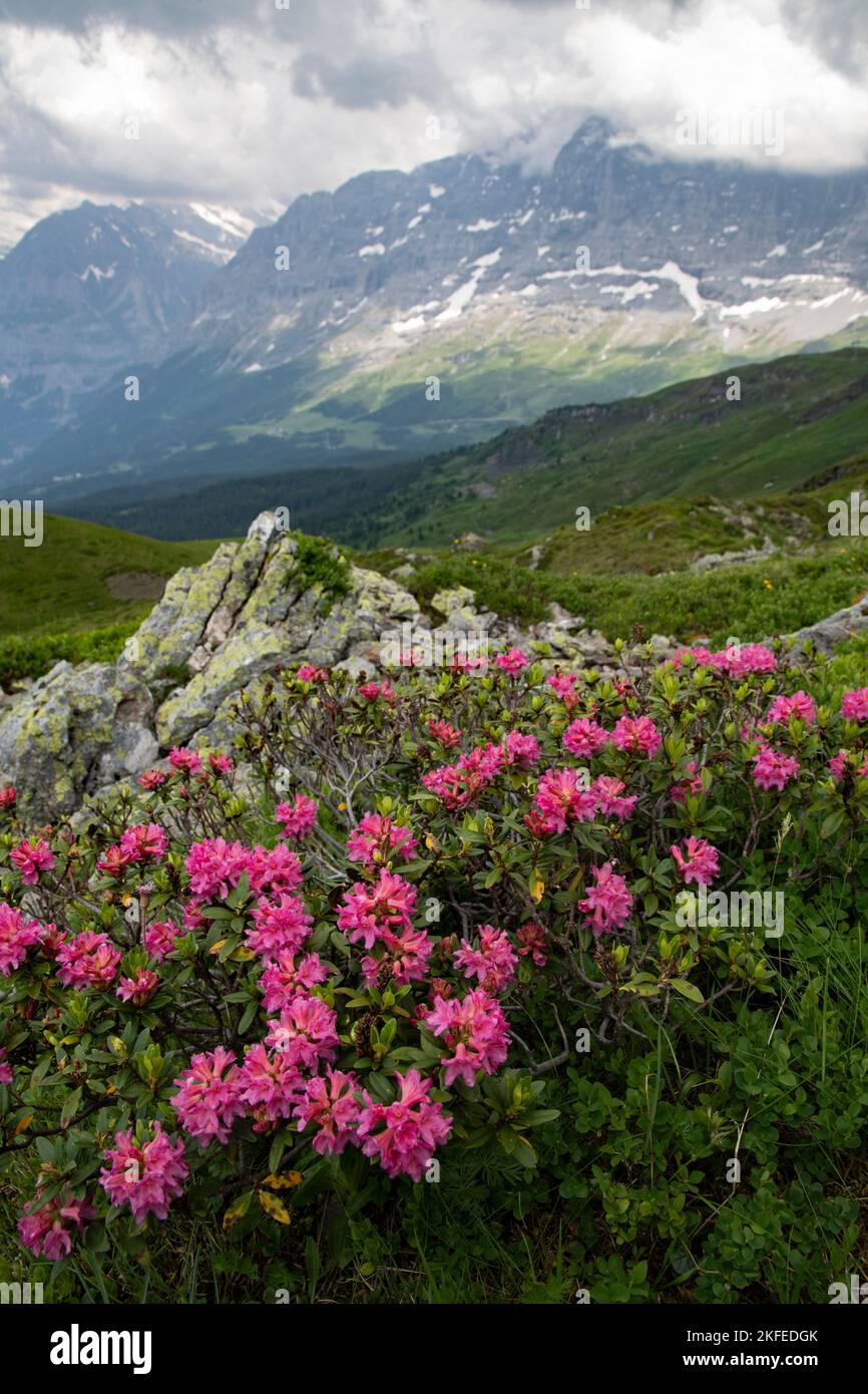Alpenrose alpenrose hi-res stock photography and images - Alamy