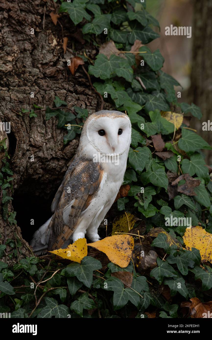 Barn Owl: Tyto alba. Captive bird, controlled conditions. Hampshire, UK ...
