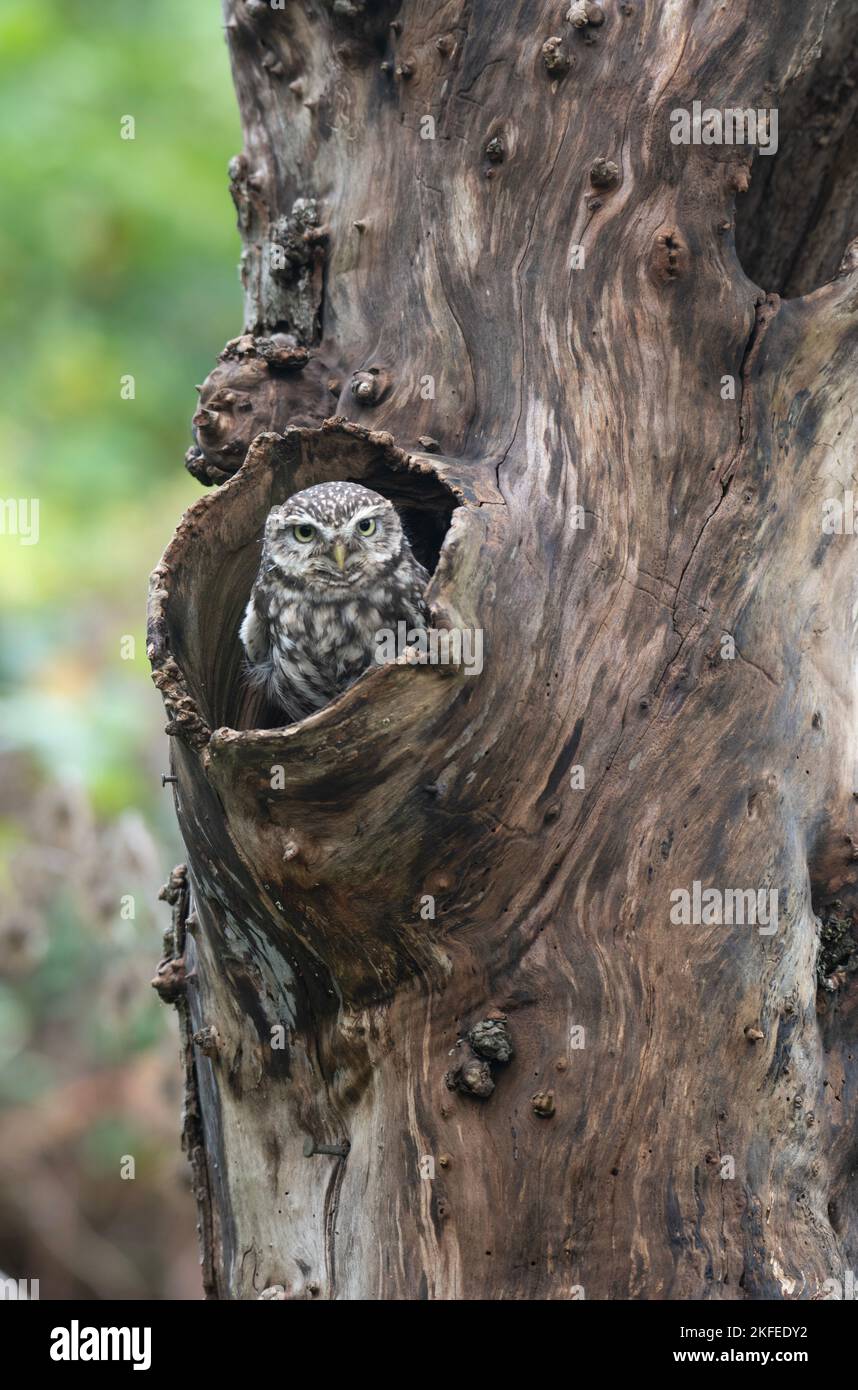 Little Owl: Athene noctua. Captive bird, controlled conditions ...