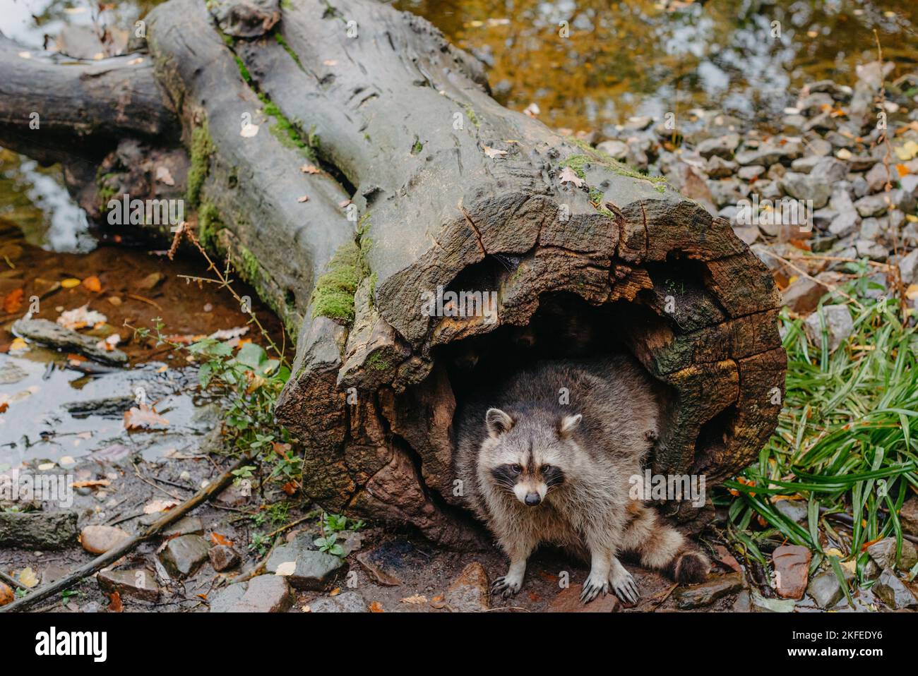 Gorgeous raccoon cute peeks out of a hollow in the bark of a large tree ...