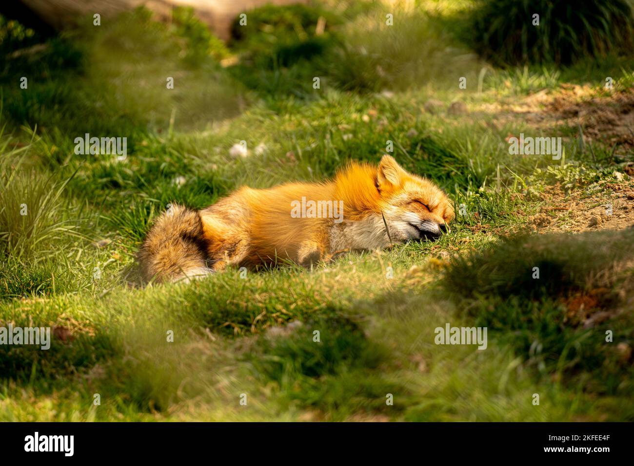 A red fox sleeping on green grass under the sun Stock Photo - Alamy