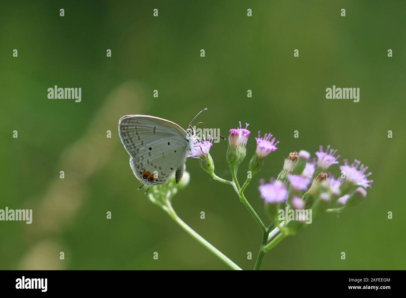 A tiny short tailed blue butterfly on a wild flower. selective focus ...