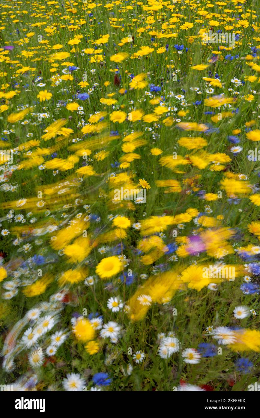 Sown Wildflower meadow with Ox Eye Daisy, Corn Marigold, Corncockle ...
