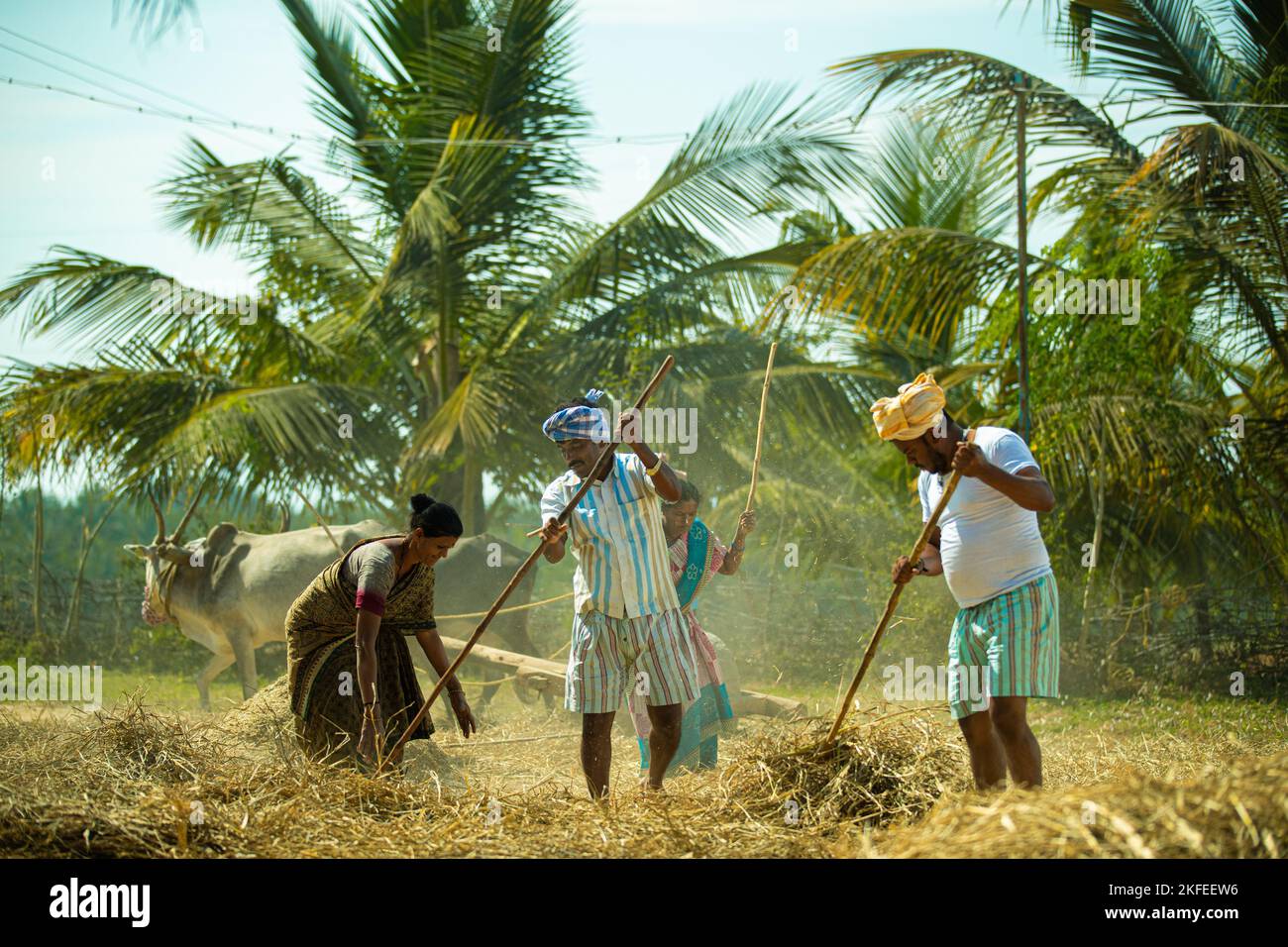 A group of Indian people working on the field against the palm trees in ...