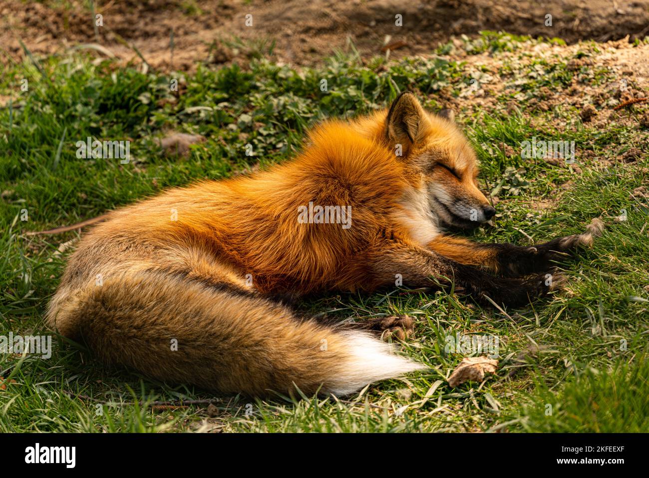 A selective focus shot of a red fox sleeping in the sun Stock Photo - Alamy