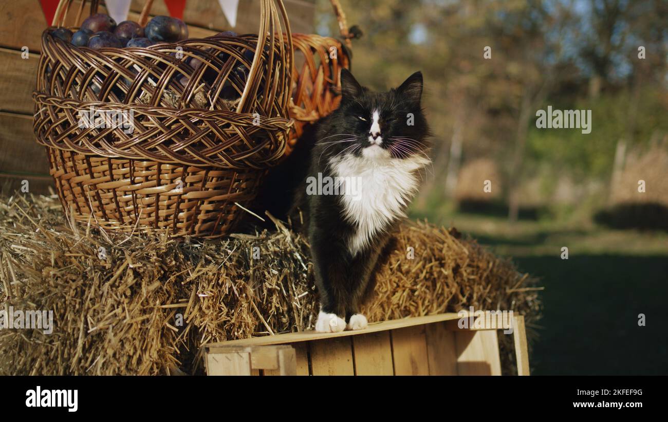 Black and white cat sits on haystack with basket of fruits or vegetables, looks around on passed ...