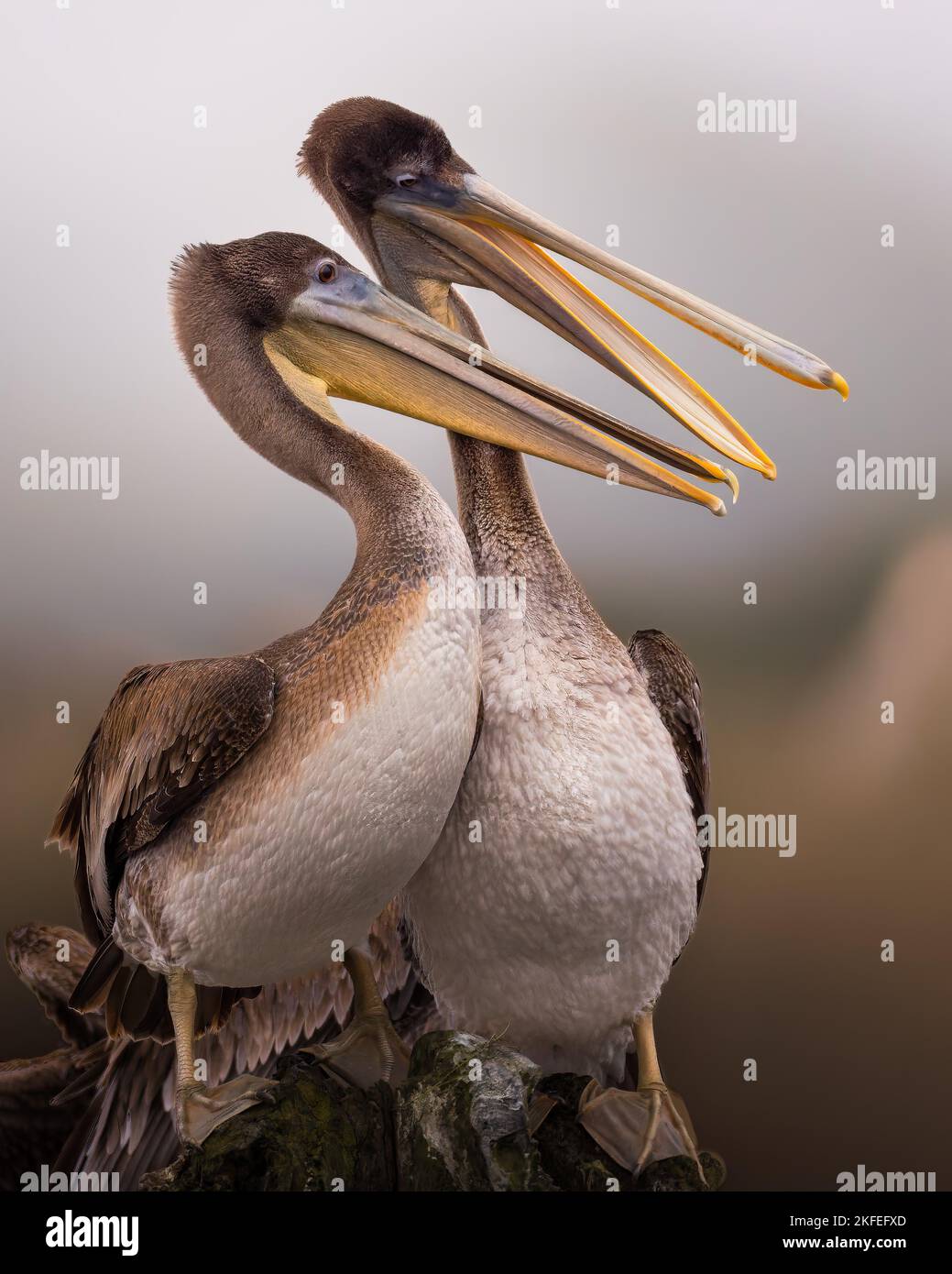 THESE stunning images show a group of pelicans sparring with each other ...