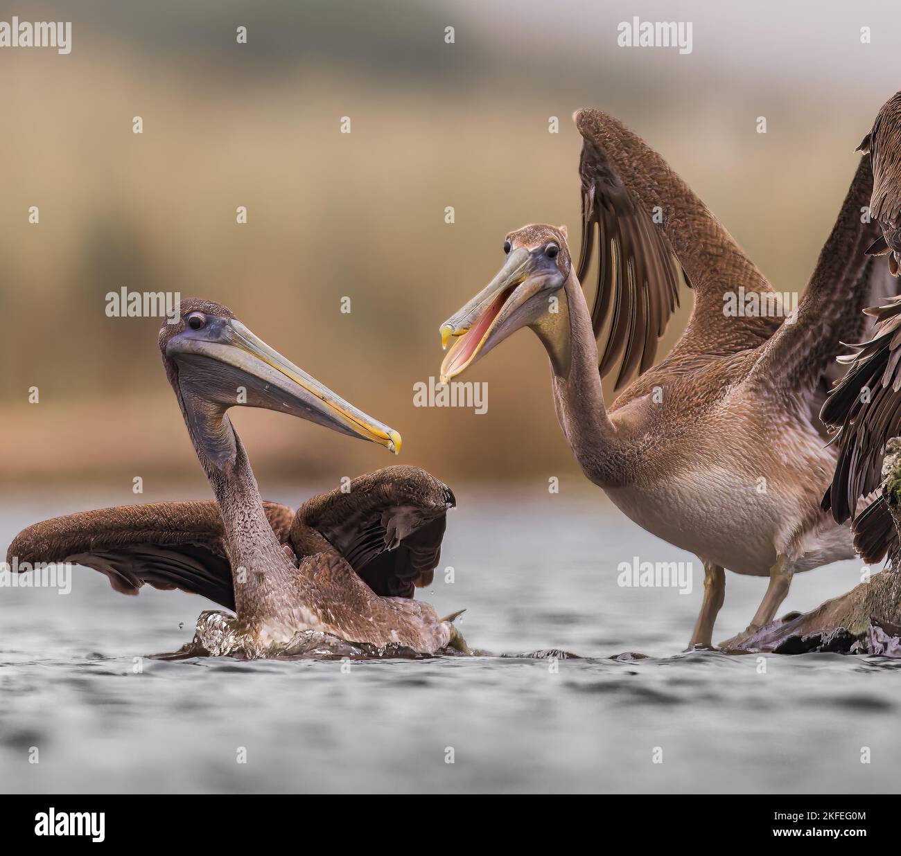 THESE stunning images show a group of pelicans sparring with each other ...
