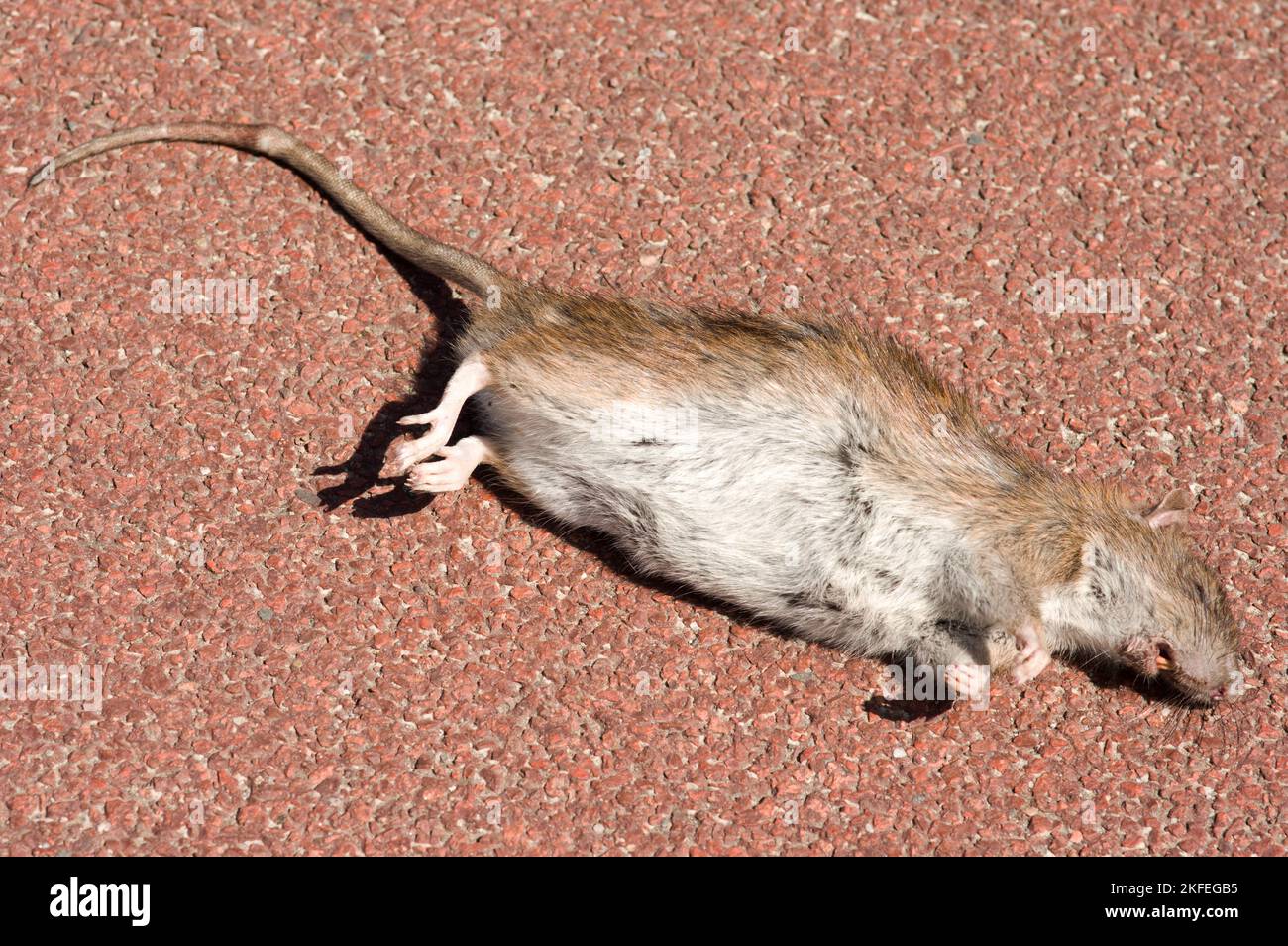 Dead rat on asphalt hi-res stock photography and images - Alamy
