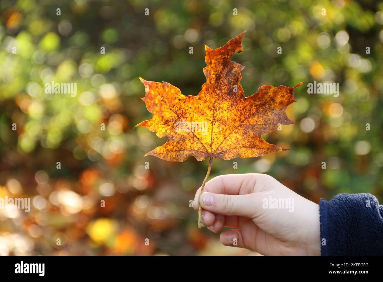 a chid holds between his fingers a beautiful yellow and orange autumn ...
